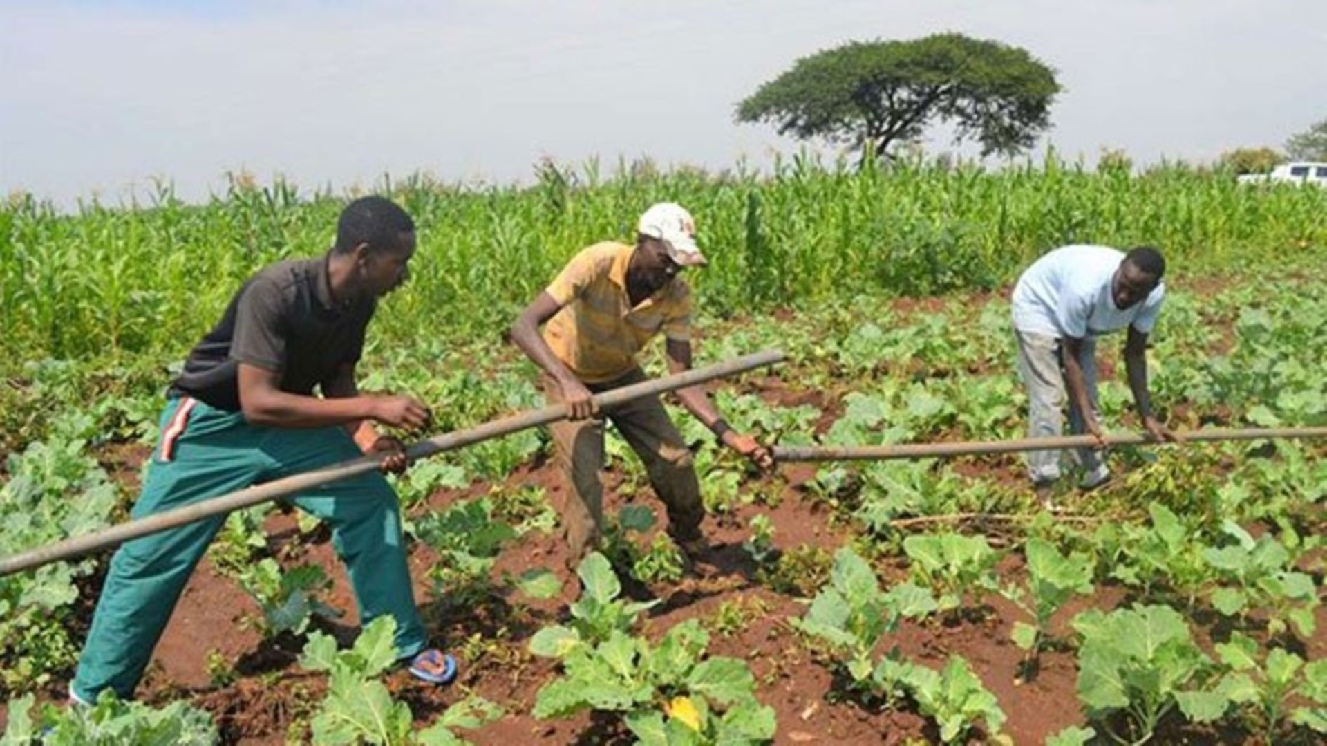 Small Farmer-Led Irrigation Schemes Helping to Fight Malnutrition in ...