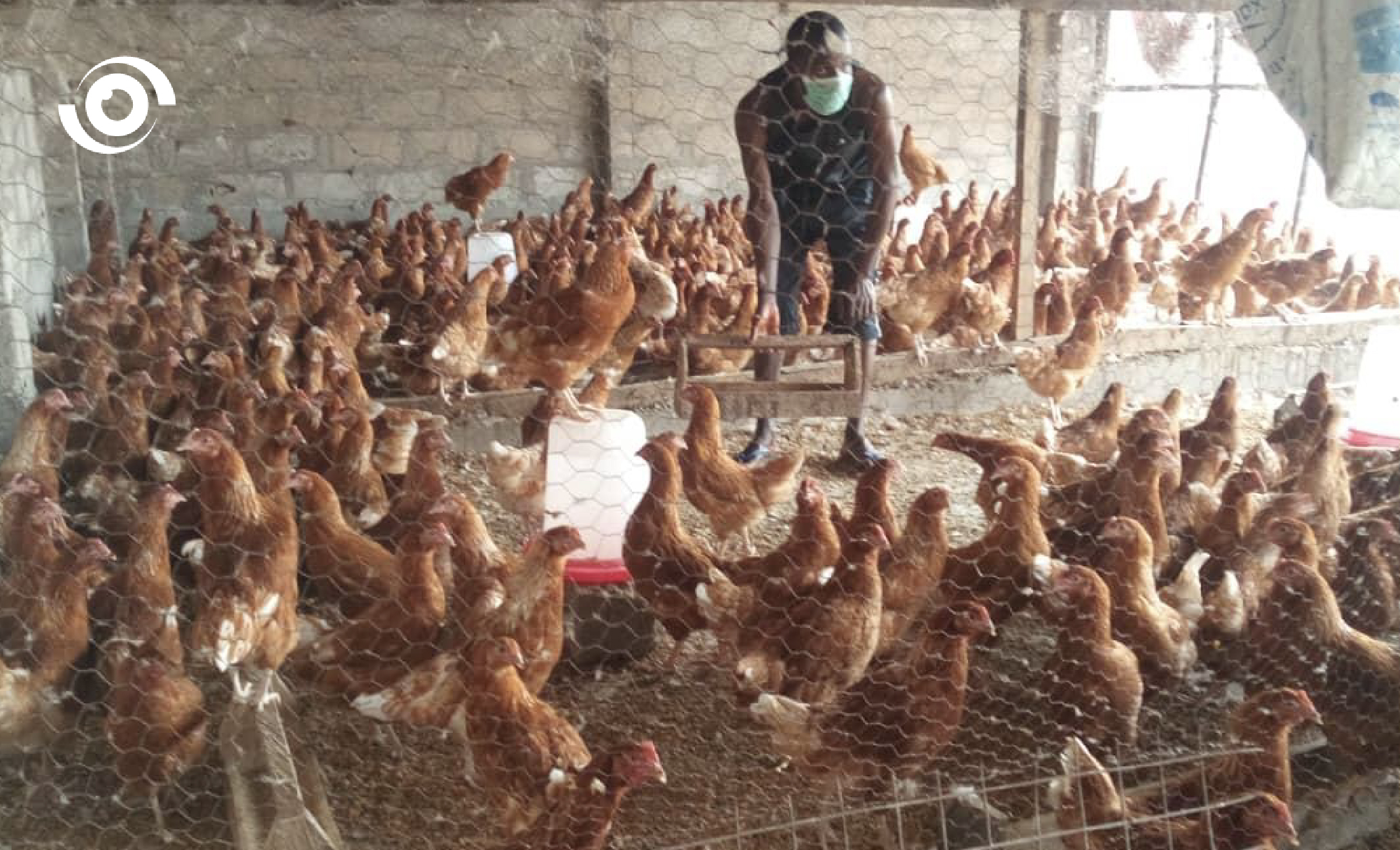 Addressing the Climate Impacts on Poultry Farming: Before the Chickens ...
